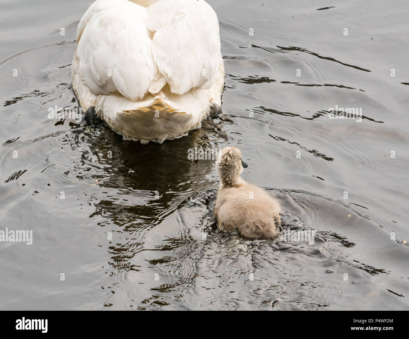 Young cygnet following female swan swimming in river, Cygnus olor ...