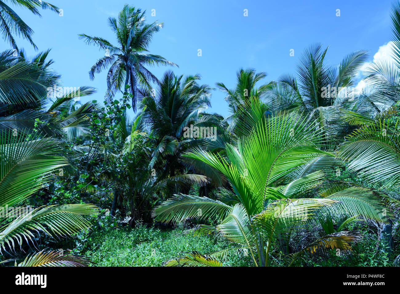 Tropical vegetation with palms in Punta Cana next to "Bavaro beach ...