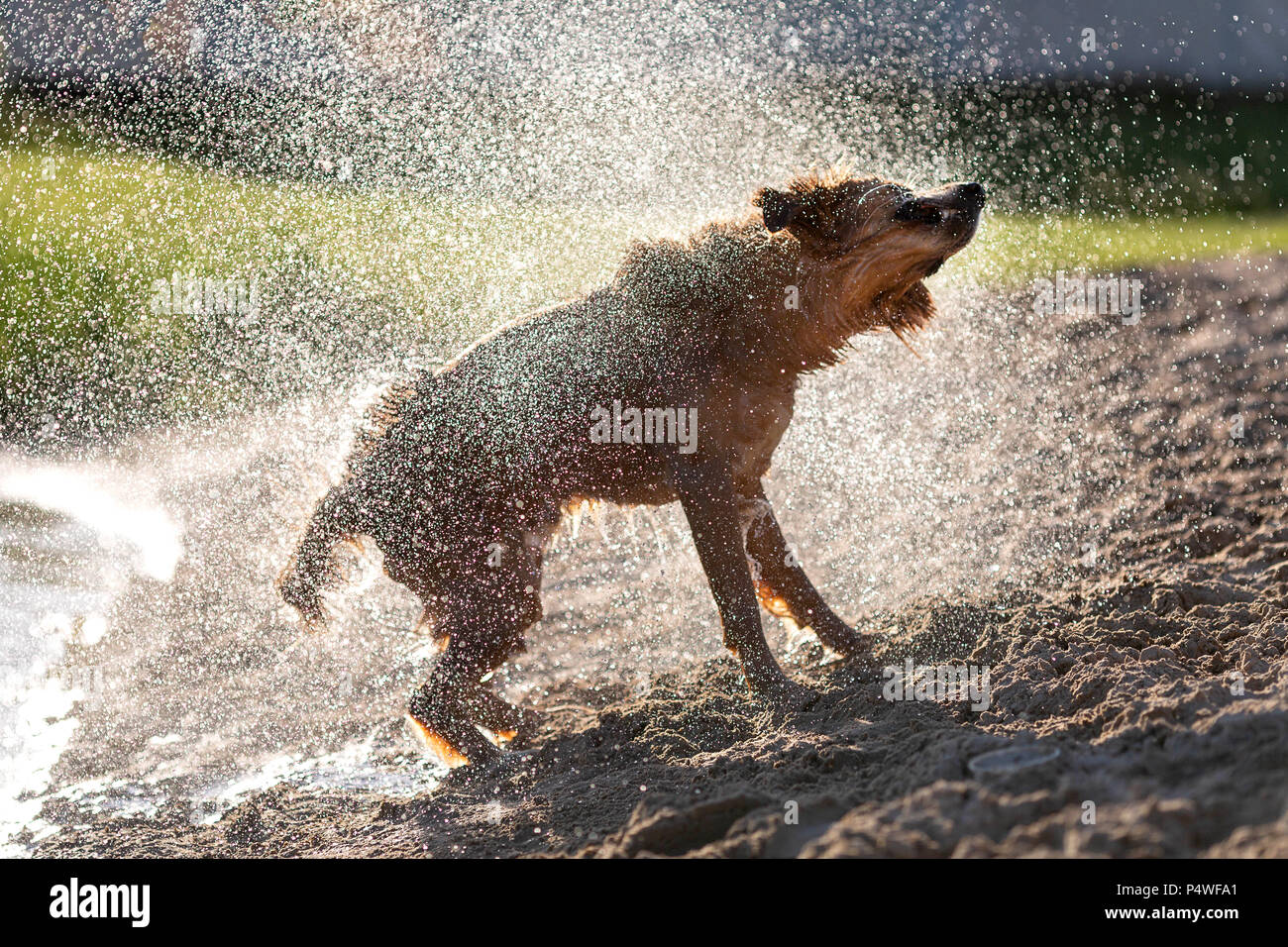 Wet dog shaking off after swimming, sunset light Stock Photo - Alamy