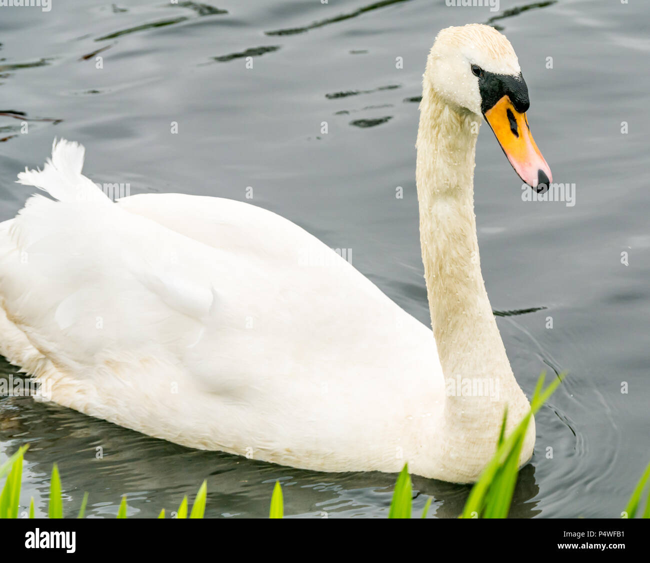 Swan river water hi-res stock photography and images - Alamy