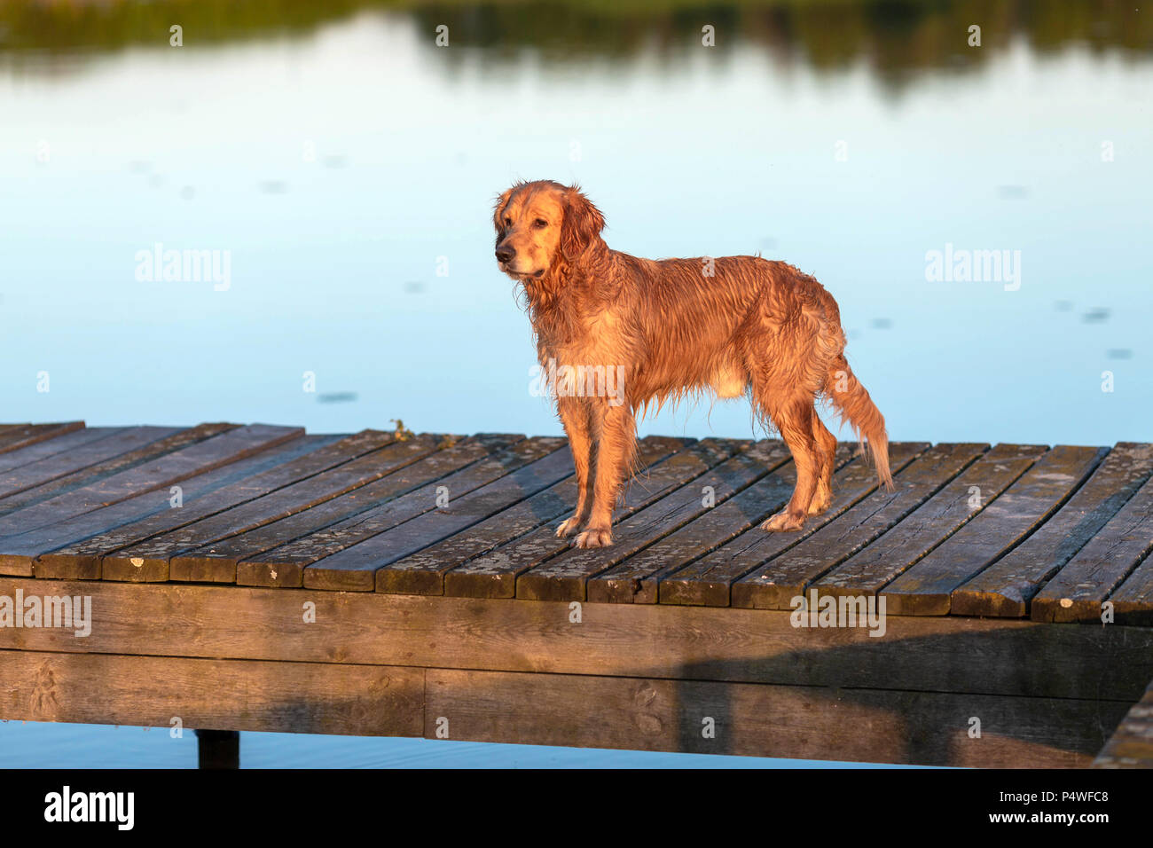 Golden retriever standing hi-res stock photography and images - Alamy