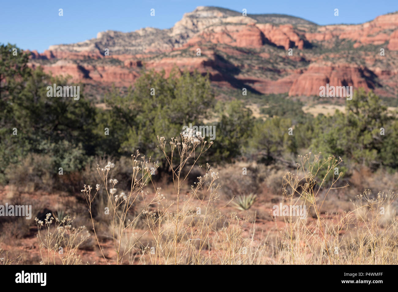 Red Rocks of Sedona AZ Landscape and Vegetation Stock Photo - Alamy