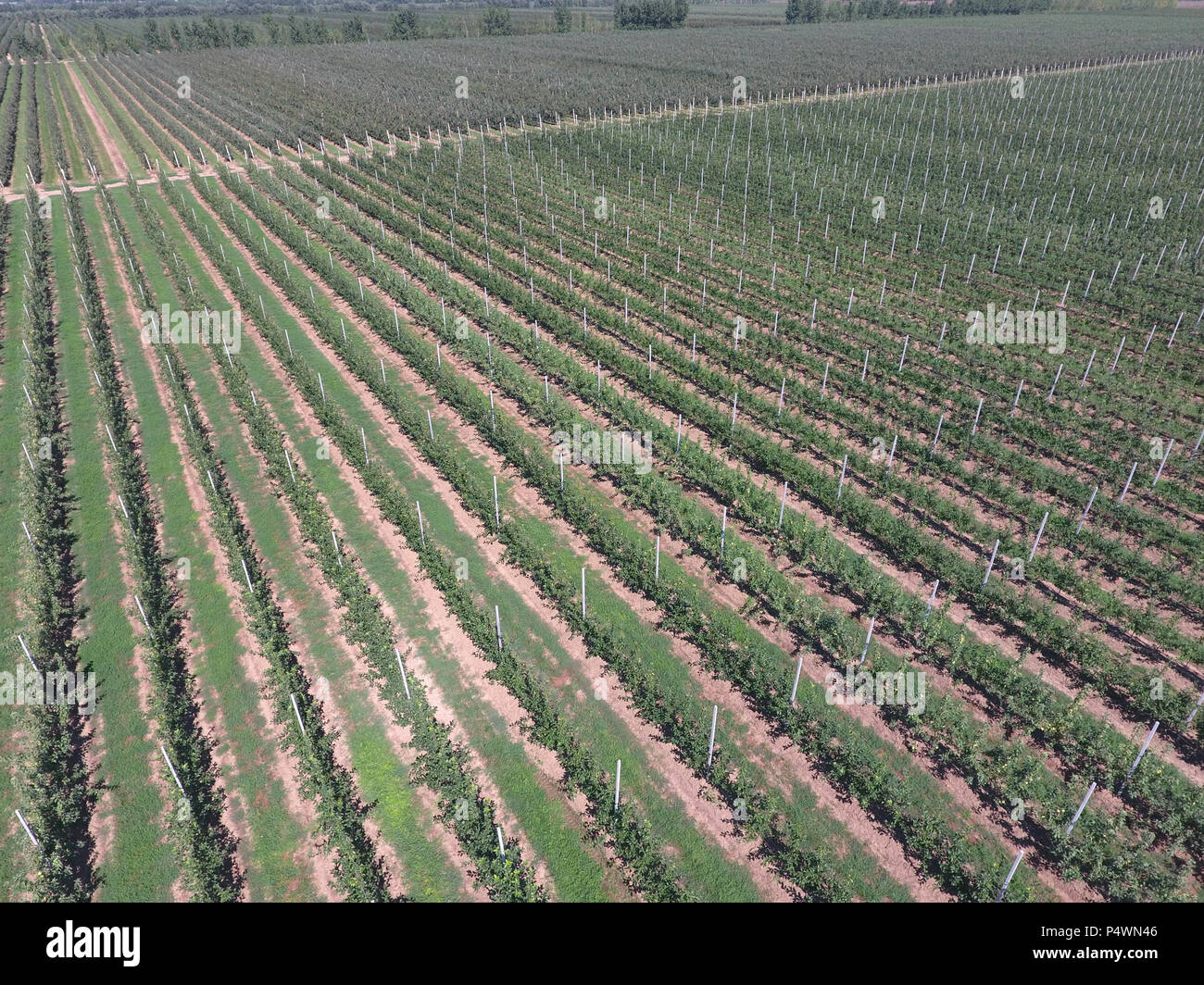 Rows of trees in the garden. Aerophotographing, top view. Landscape ...