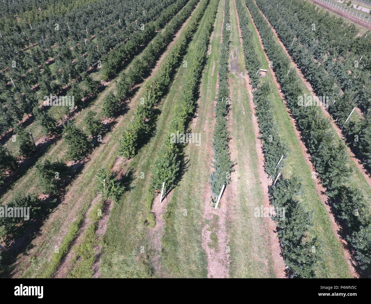 Rows of trees in the garden. Aerophotographing, top view. Landscape ...