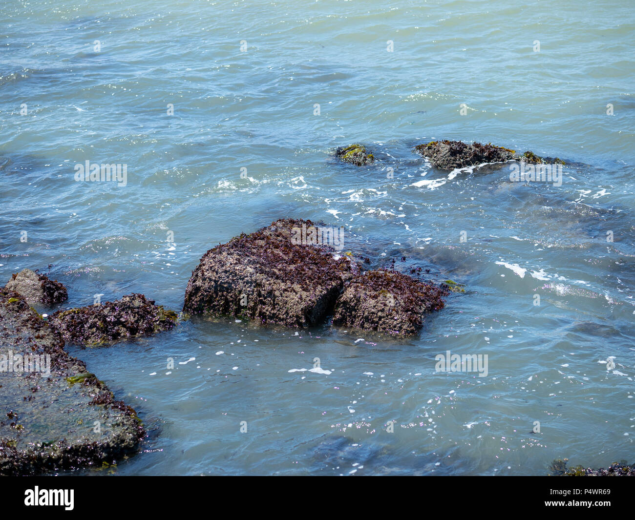 Barnacles hanging off of concrete debris in shallow water in the ...