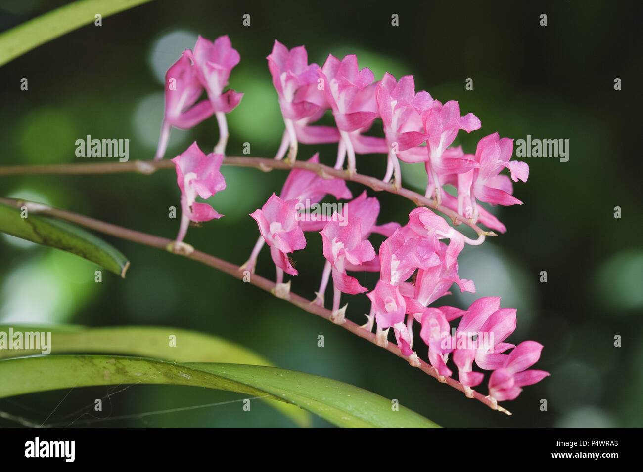 Department of amazonas peru hi-res stock photography and images - Alamy