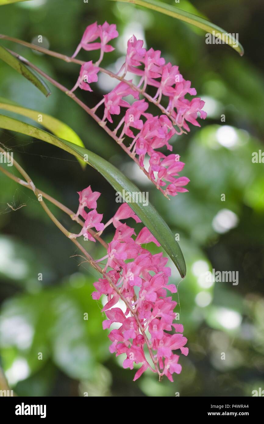 Department of amazonas peru hi-res stock photography and images - Alamy