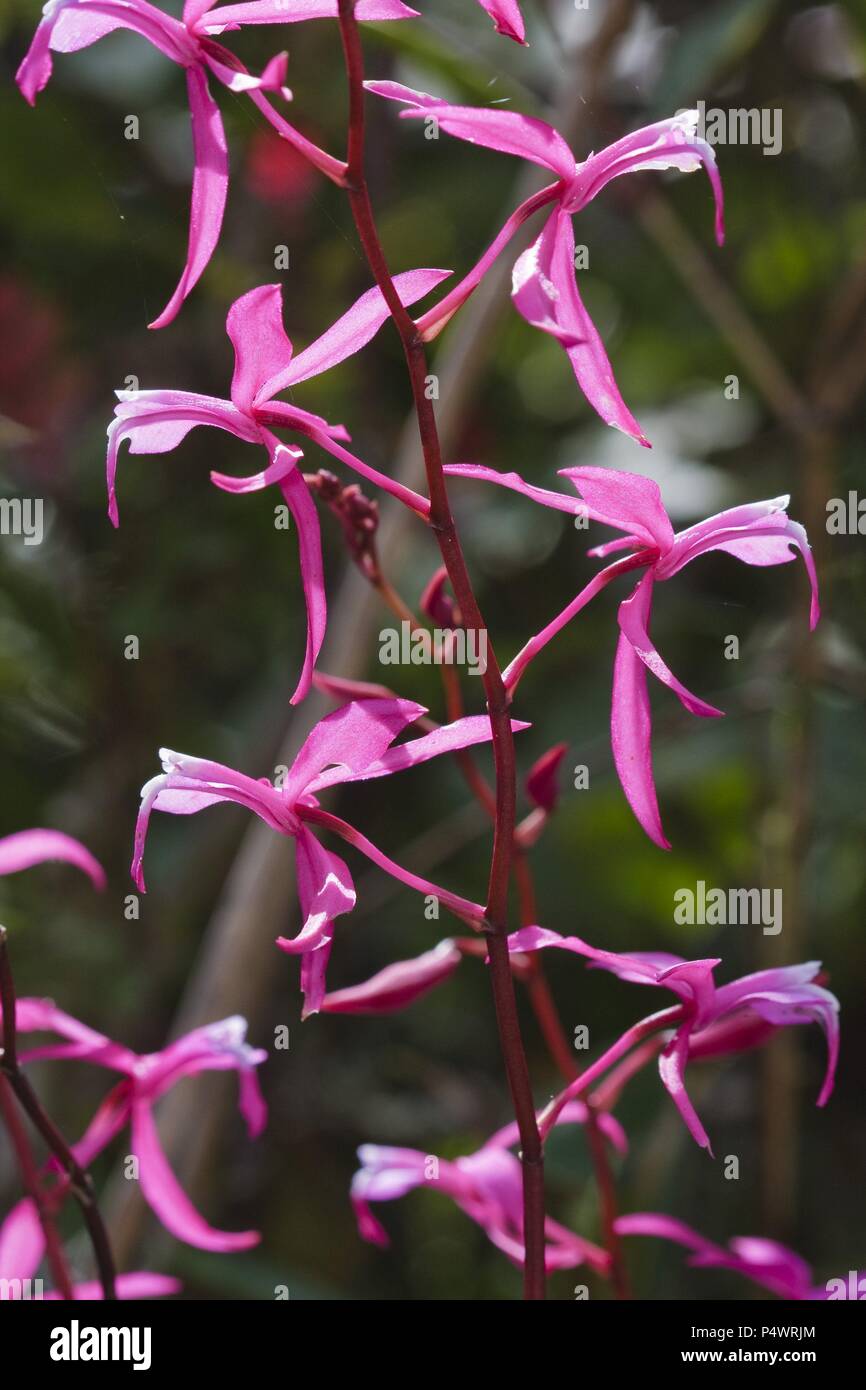 Cocleoda rosea (Family Orchidaceae). Bosque de Protección Alto Mayo ...