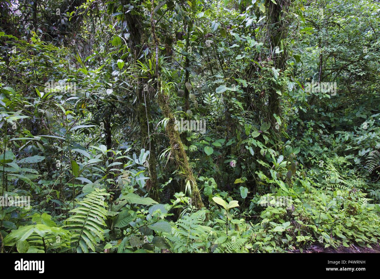 Bosque De Proteccion Alto Mayo High Resolution Stock Photography and ...