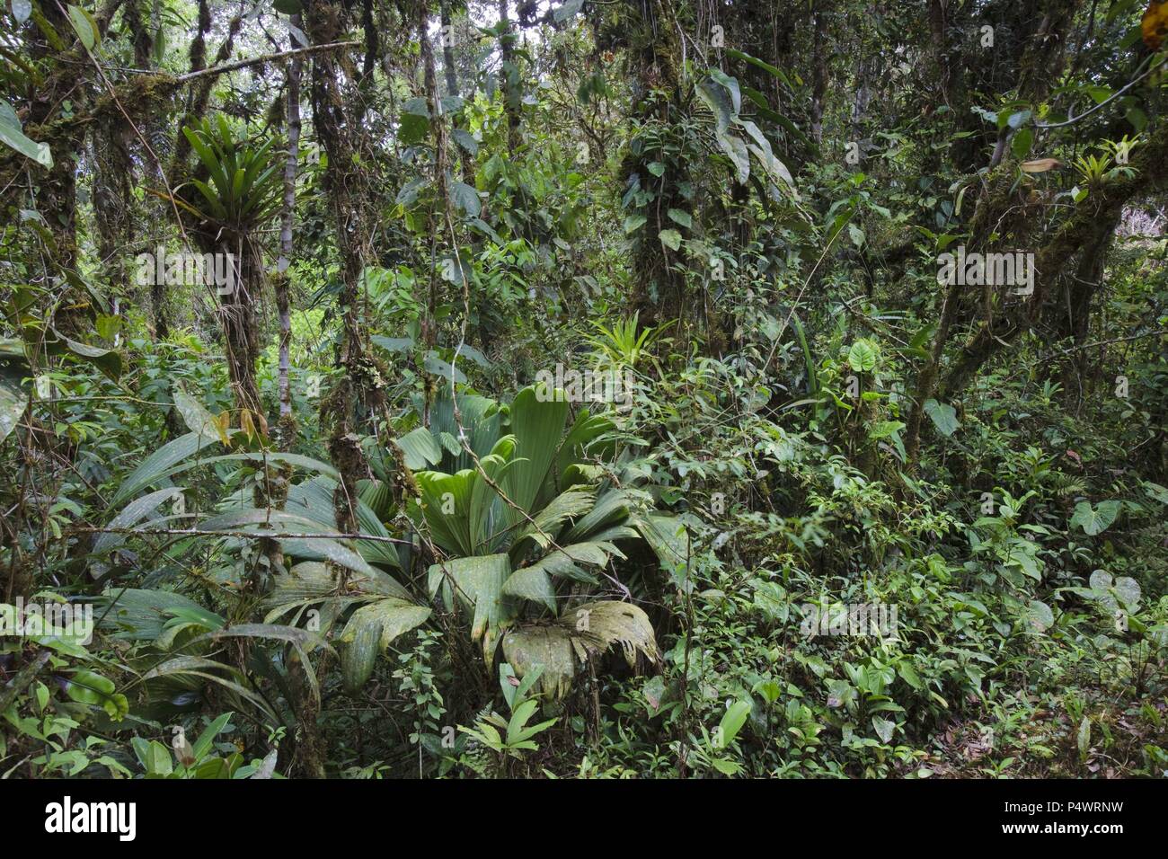Bosque De Proteccion Alto Mayo High Resolution Stock Photography and ...