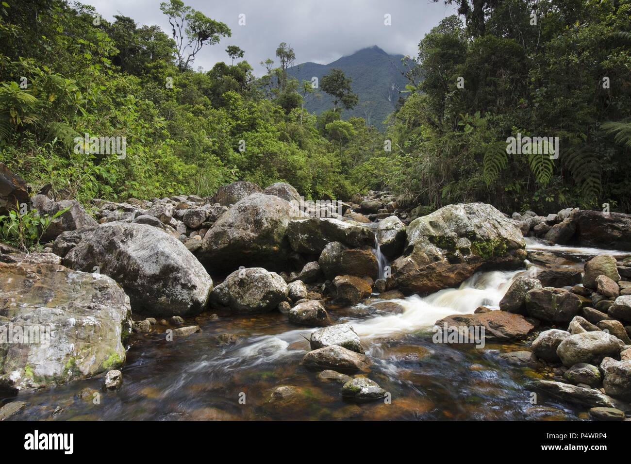 Tropical Cloud Forest. Bosque de Protección Alto Mayo. Amazonas ...