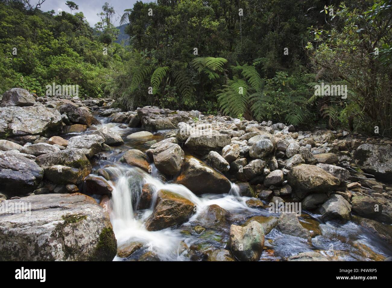 Bosque De Proteccion Alto Mayo High Resolution Stock Photography and ...