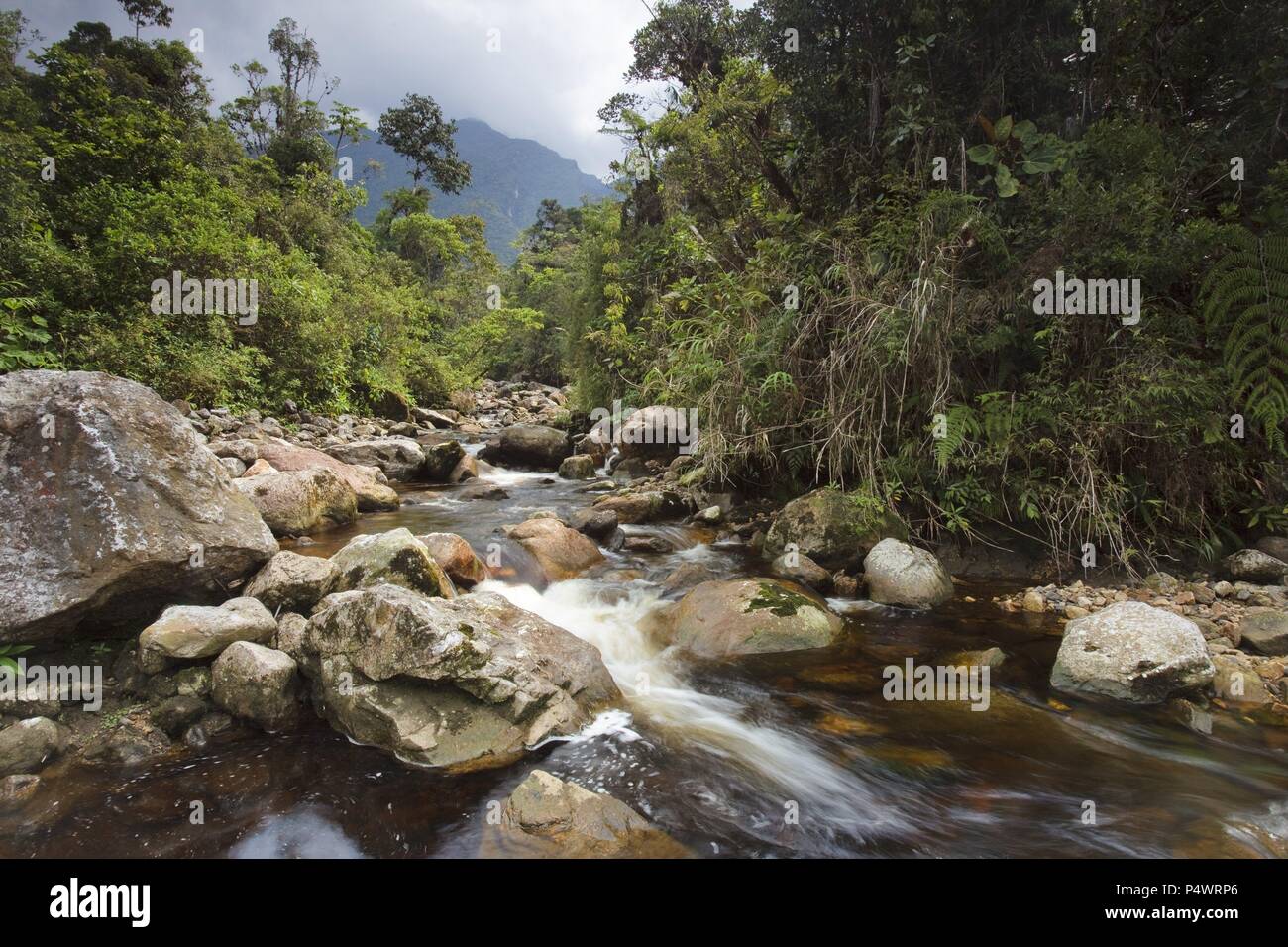 Bosque De Proteccion Alto Mayo High Resolution Stock Photography and ...