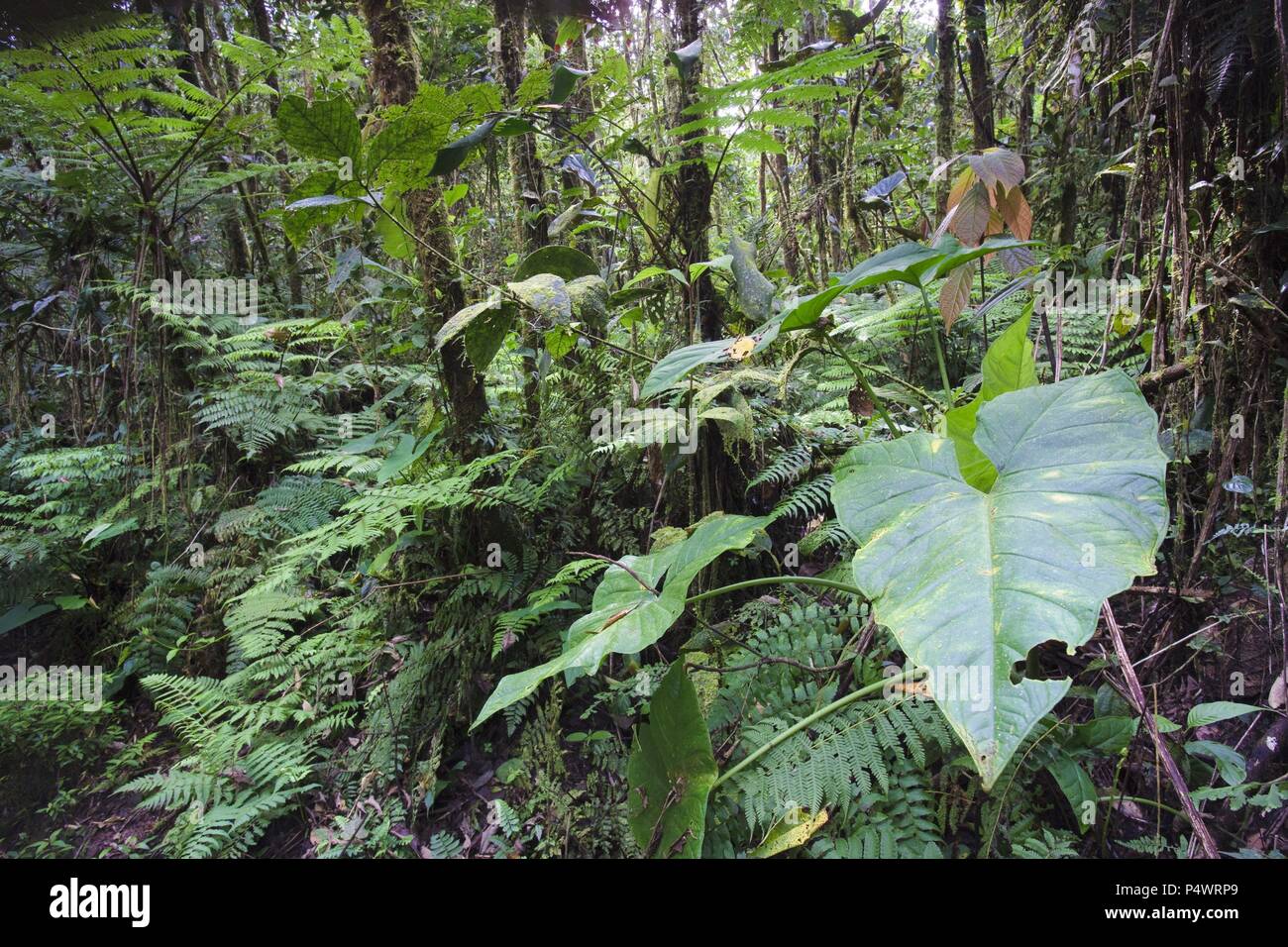 Bosque De Proteccion Alto Mayo High Resolution Stock Photography and ...