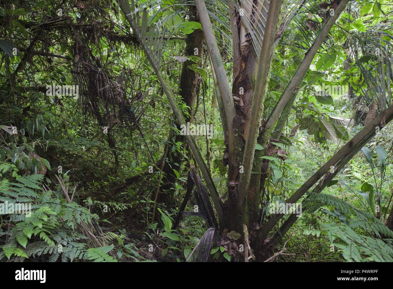 Tropical Cloud Forest. Bosque de Protección Alto Mayo. Amazonas ...