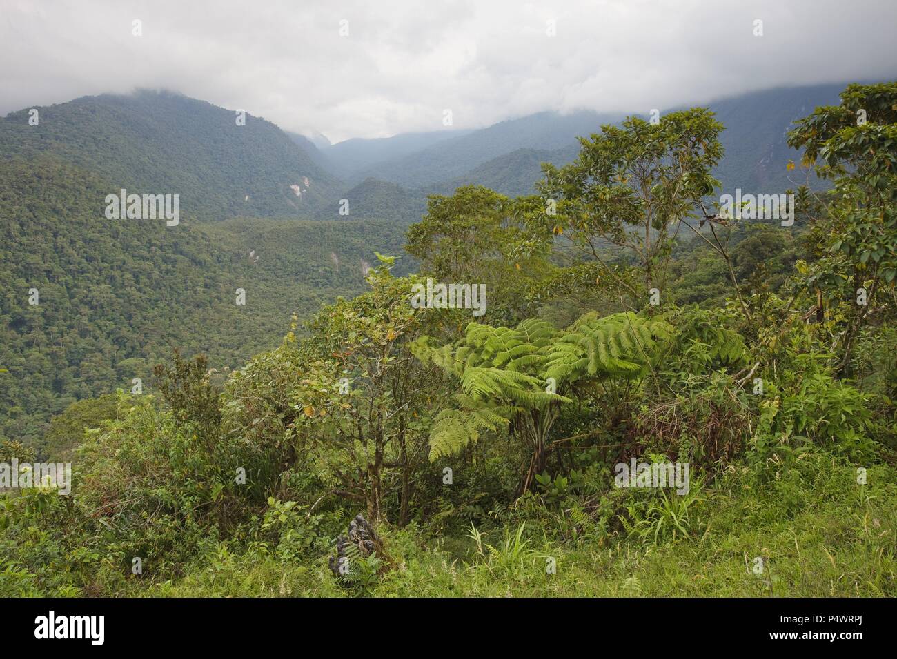 Bosque de protección hi-res stock photography and images - Alamy