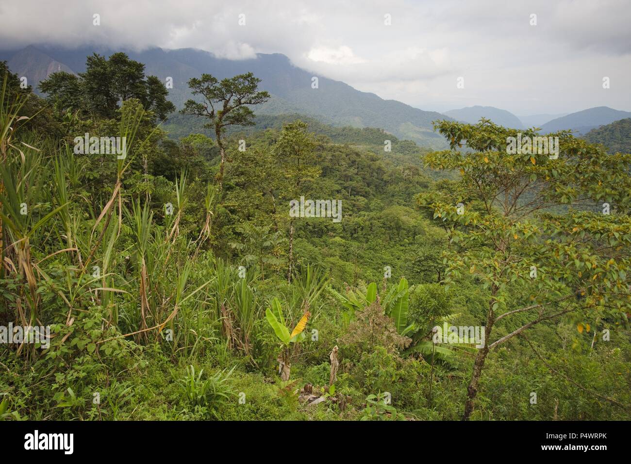 Bosque De Proteccion Alto Mayo High Resolution Stock Photography and ...