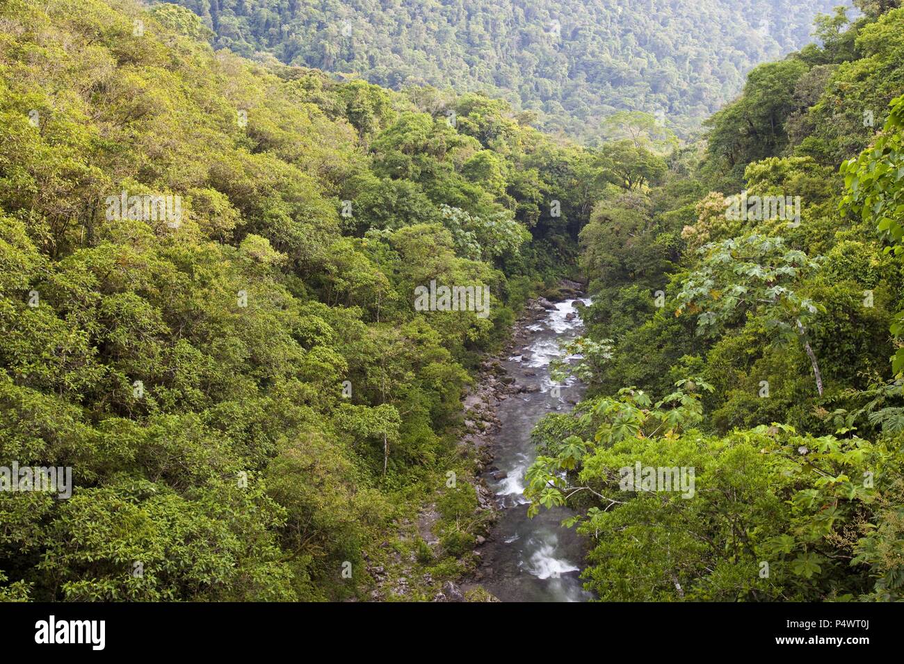 Tropical Cloud Forest. Bosque de Protección Alto Mayo. Amazonas ...