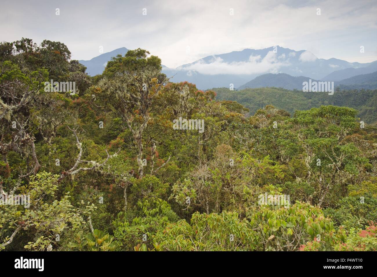 Tropical Cloud Forest in Abra Patricia Conservation Area. Amazonas ...