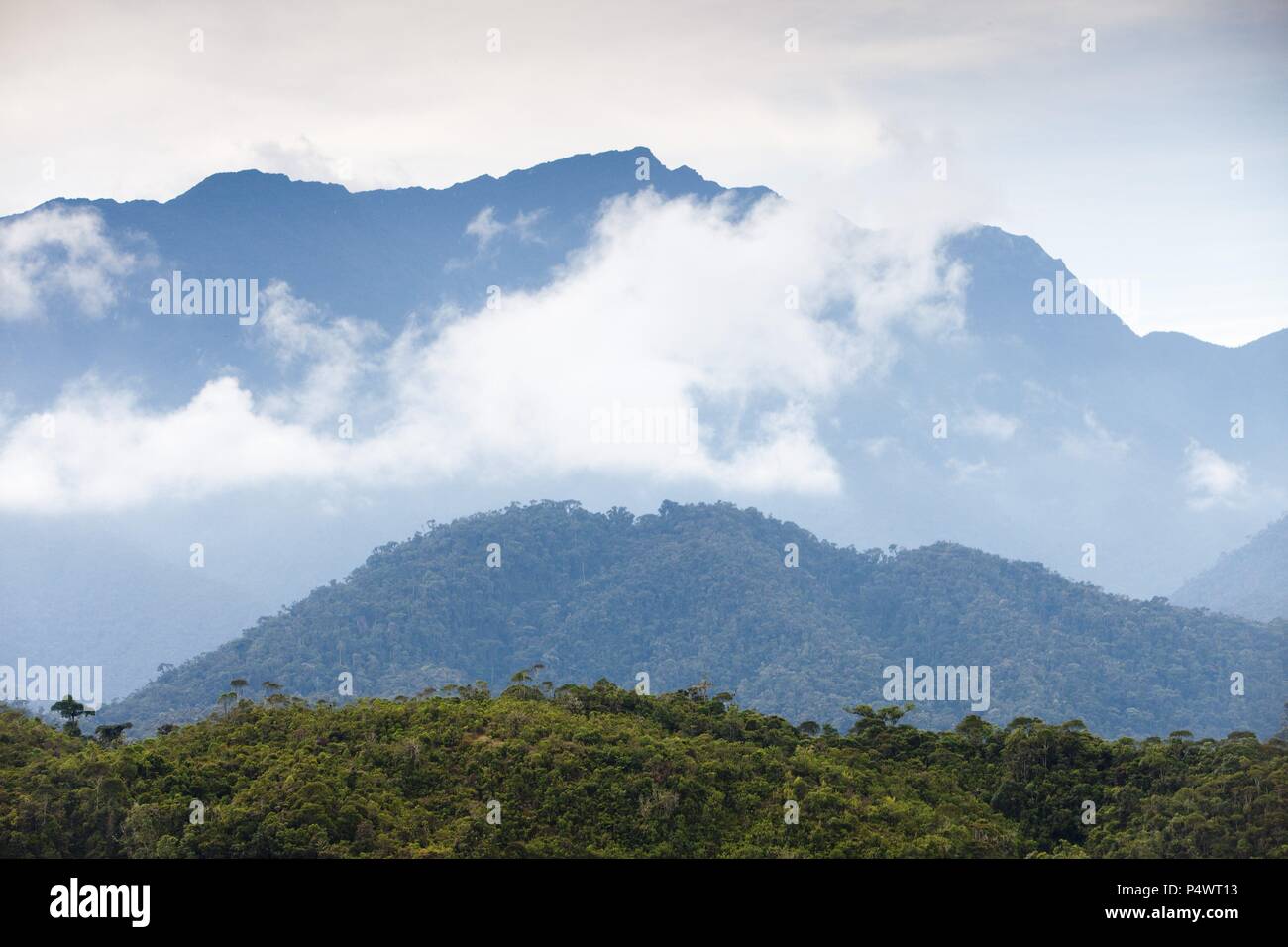 Tropical Cloud Forest. Bosque de Protección Alto Mayo. Amazonas ...
