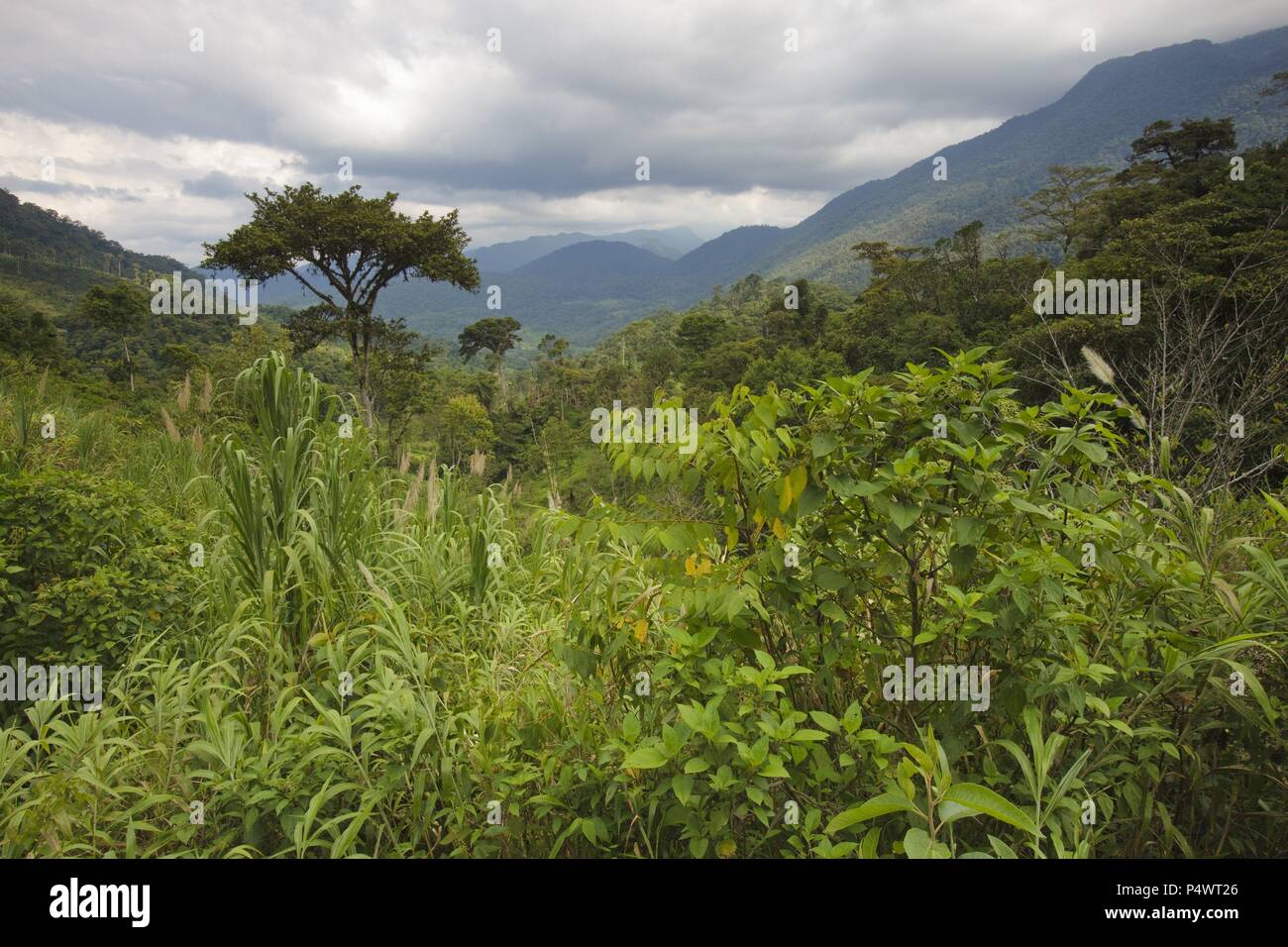 Bosque de proteccion hi-res stock photography and images - Alamy