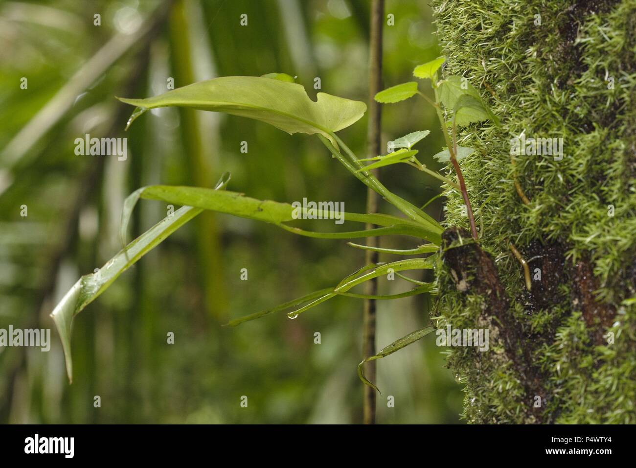 Epiphytic plant in tree. Pacaya Samiria National Reserve. Amazon Basin ...