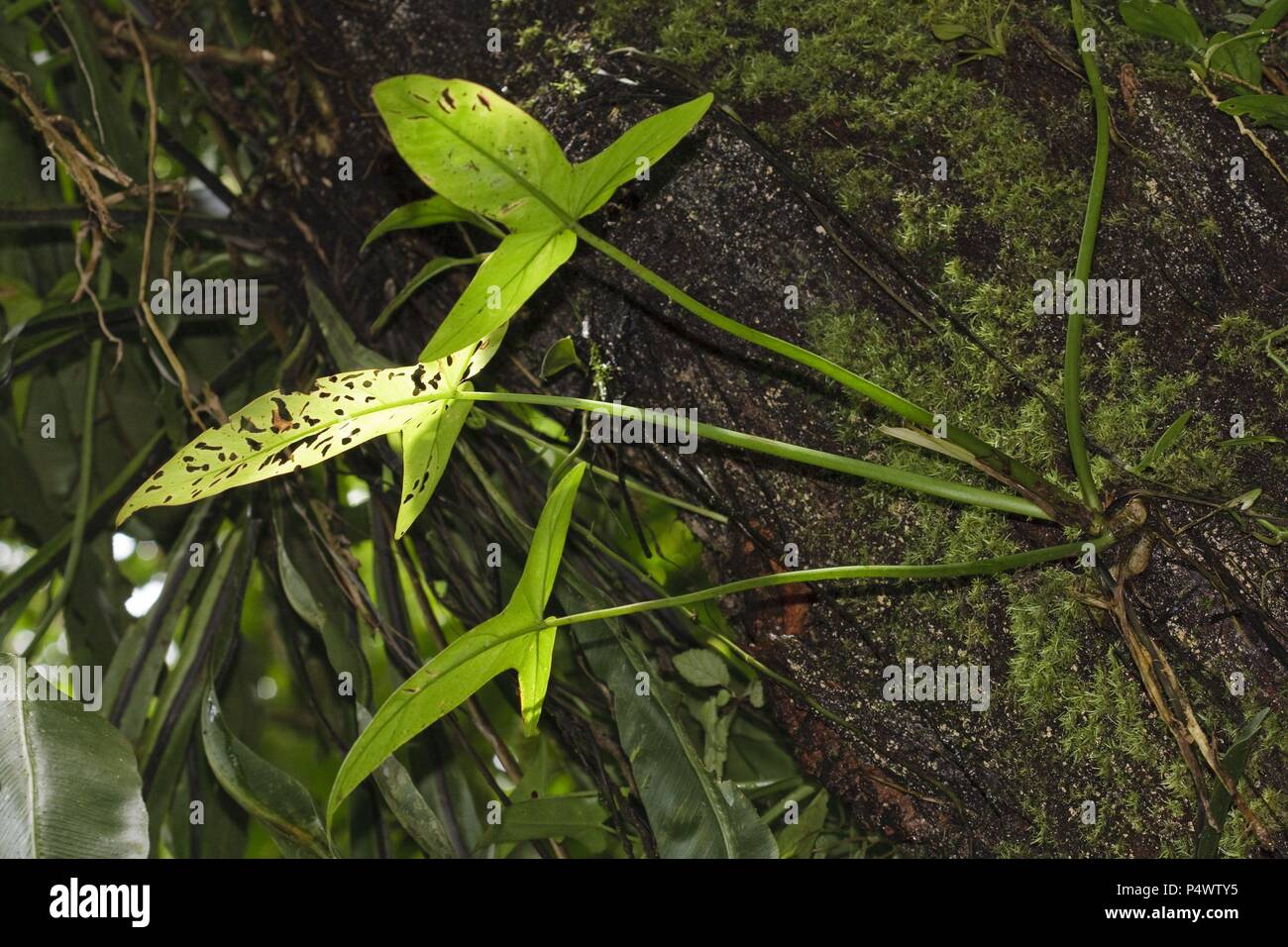 Epiphytic plant in tree. Pacaya Samiria National Reserve. Amazon Basin ...