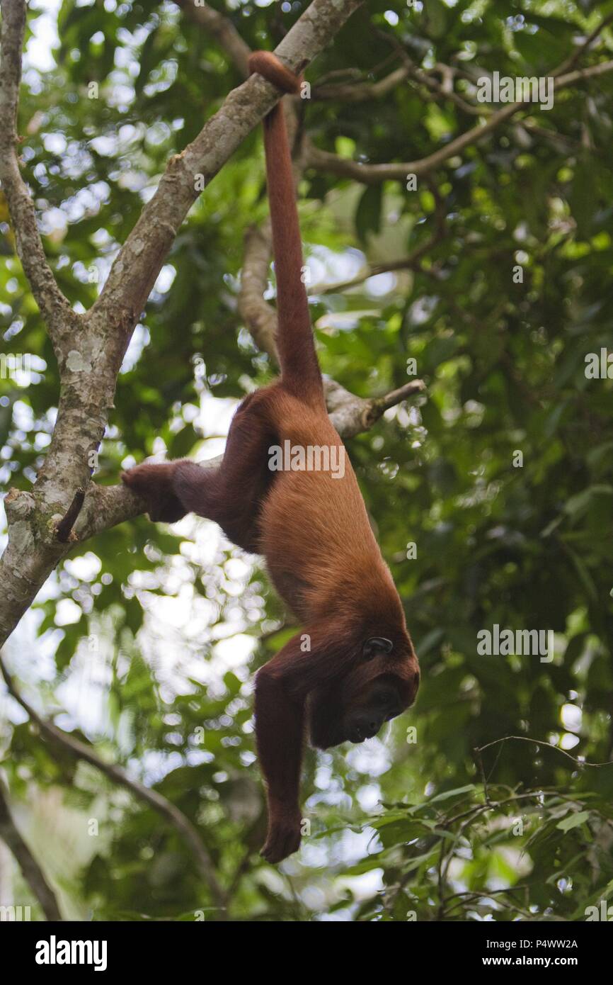 Howler Monkey Peru High Resolution Stock Photography and Images - Alamy