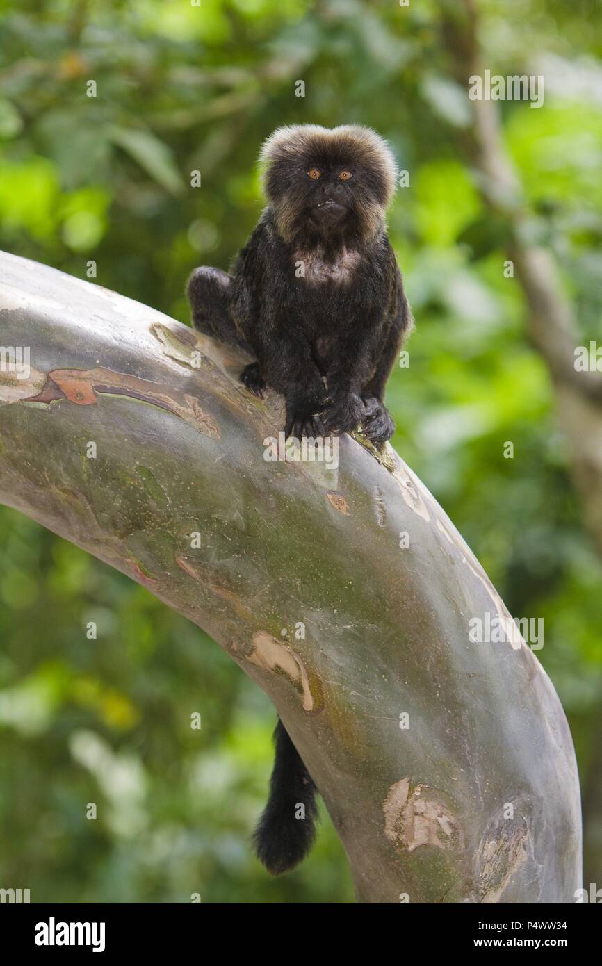 Monos goeldis hi-res stock photography and images - Alamy