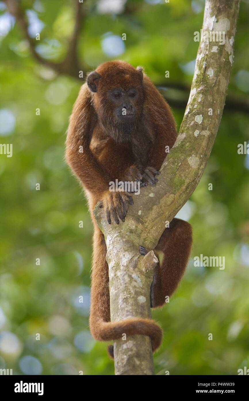 Peru monkey island hi-res stock photography and images - Alamy