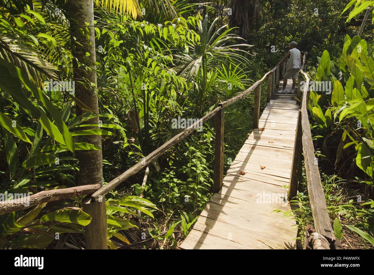 Pilpintuwasi hi-res stock photography and images - Alamy
