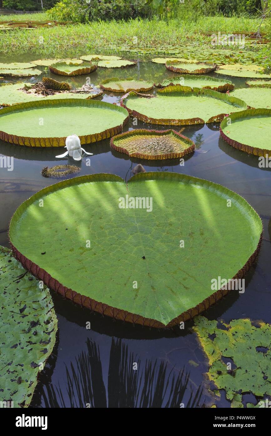 Victoria regia peru hi-res stock photography and images - Alamy