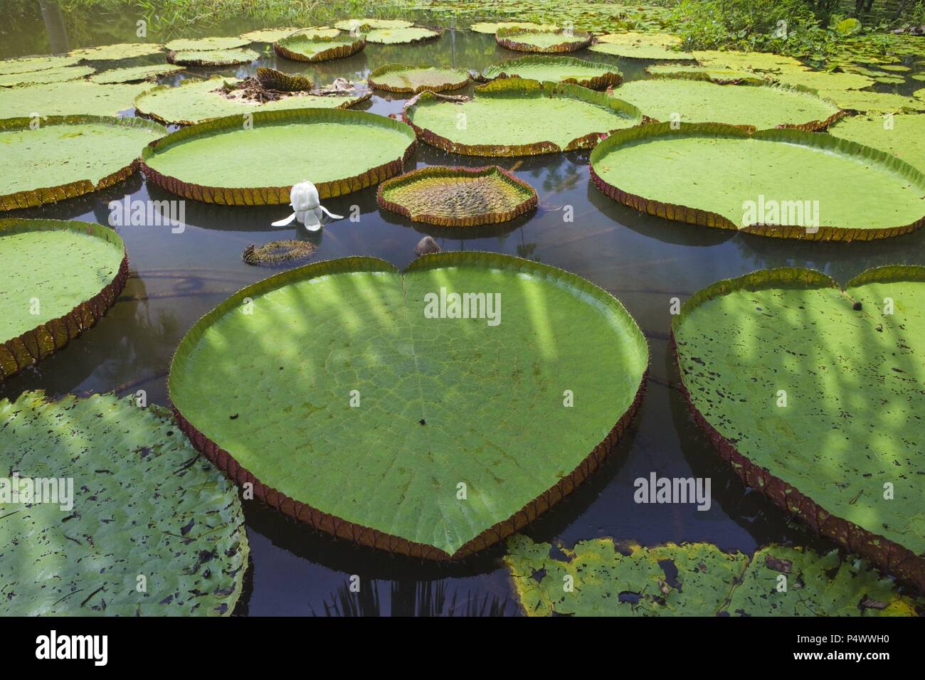 Victoria regia peru hi-res stock photography and images - Alamy