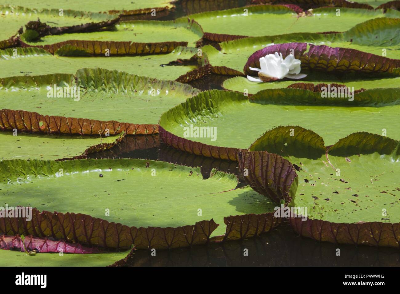 Lake with Victoria Regia. Amazon basin. Loreto. Peru Stock Photo - Alamy