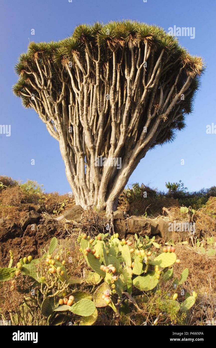 Planta dracaena hi-res stock photography and images - Alamy