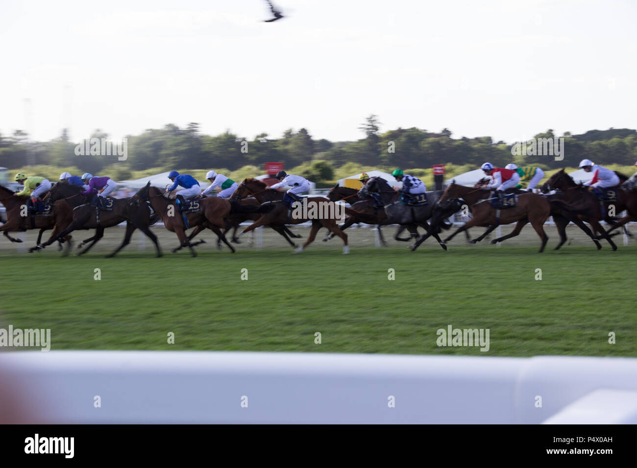 Horses racing on track at Royal Ascot Stock Photo - Alamy