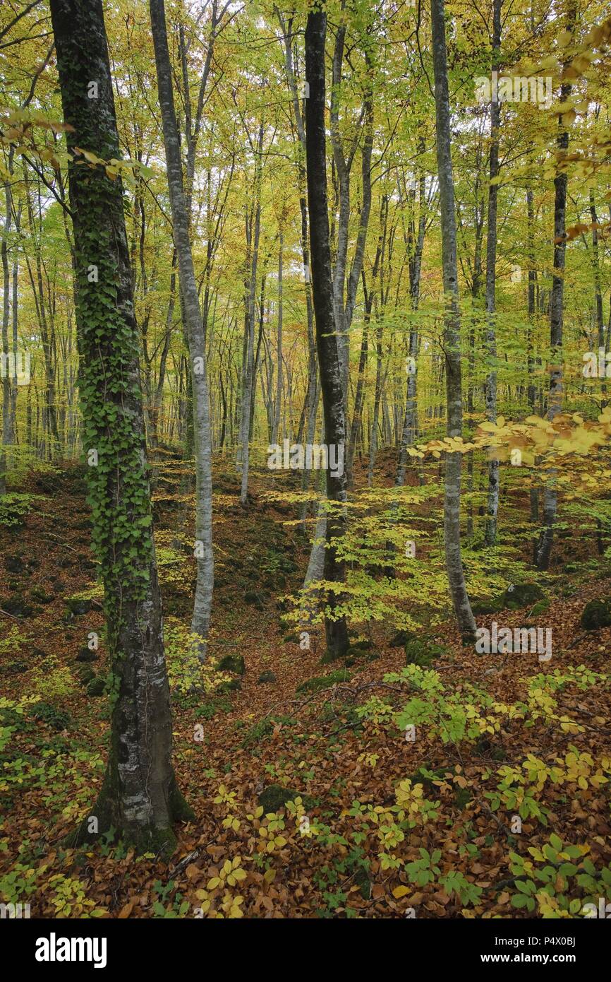 Zona Volcanica De La Garrotxa High Resolution Stock Photography and ...