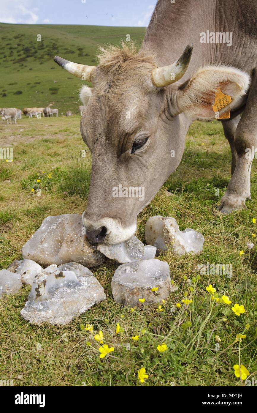 Cow licking salt hi-res stock photography and images - Alamy