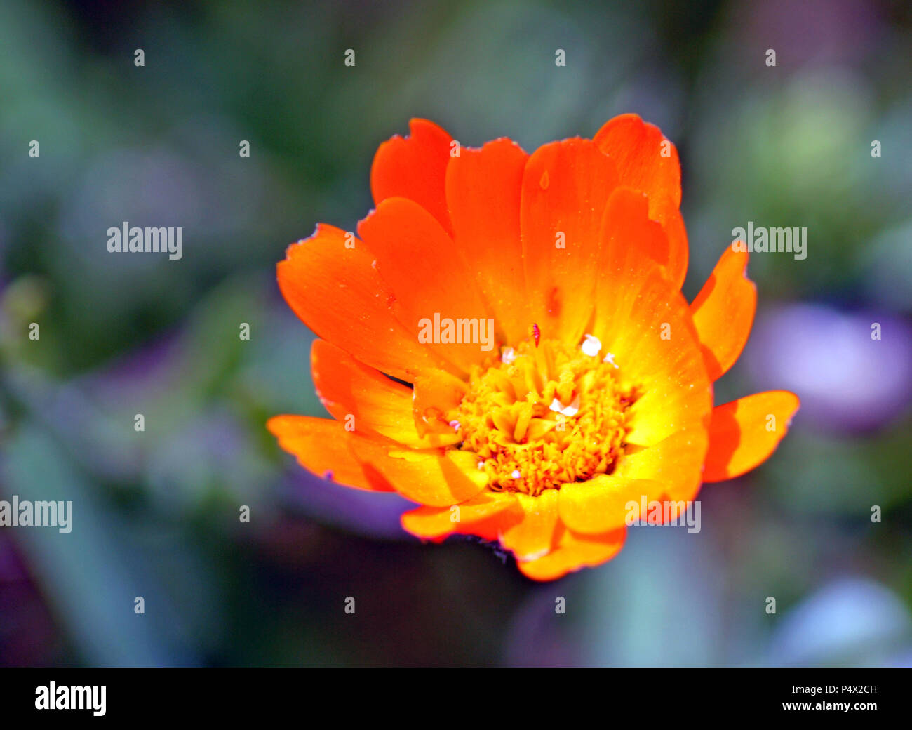 A flowers colored Stock Photo - Alamy