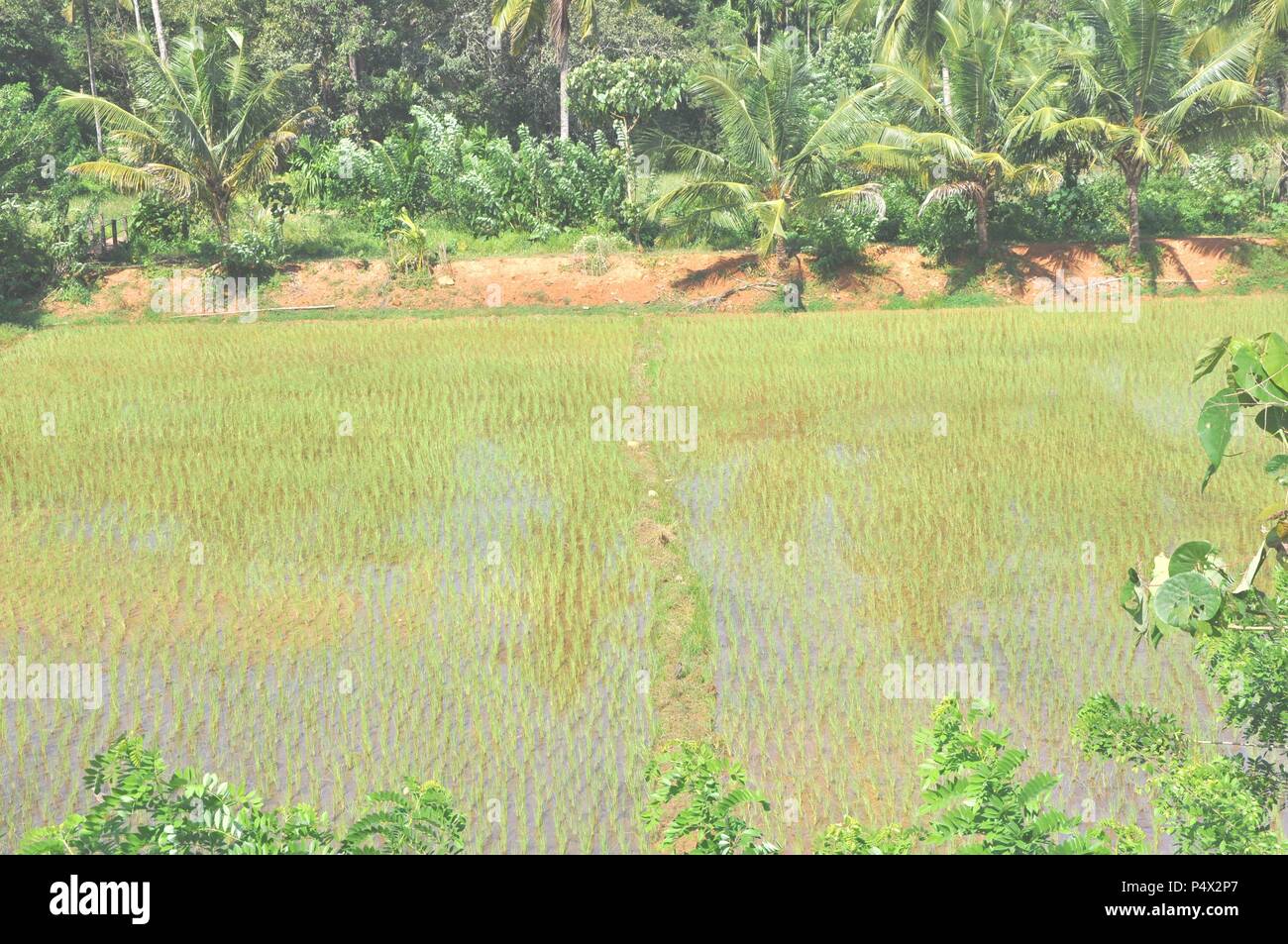 Rice field in indian hi-res stock photography and images - Alamy