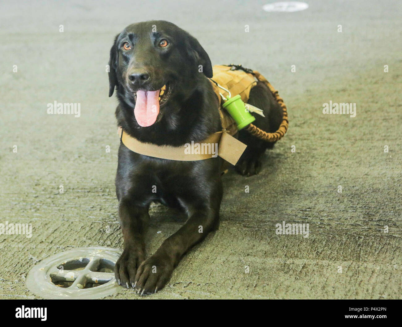 Tuxx hi-res stock photography and images - Alamy