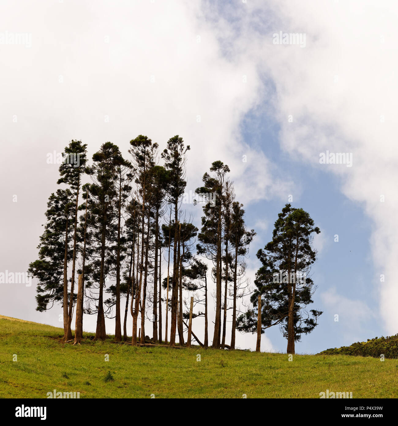 Group of trees in a green meadow in a hilly landscape, in the sky ...