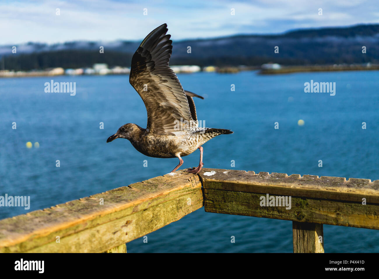 Dock railing ocean hi-res stock photography and images - Alamy