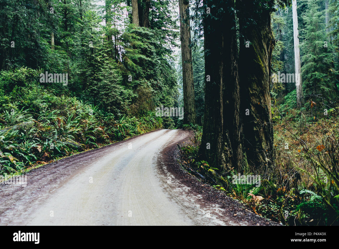 Oregon heritage tree hi-res stock photography and images - Alamy