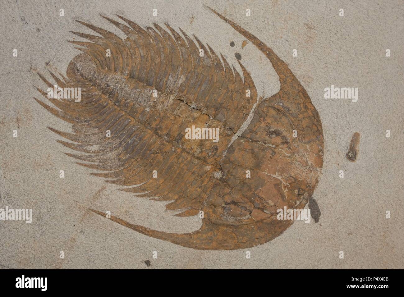 Paradoxides trilobite fossil hi-res stock photography and images - Alamy