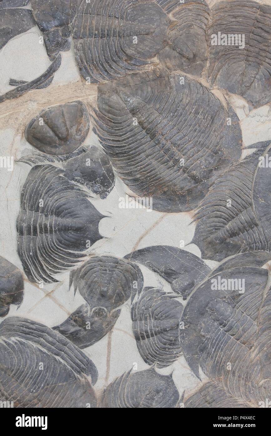 Morocco trilobite hi-res stock photography and images - Alamy