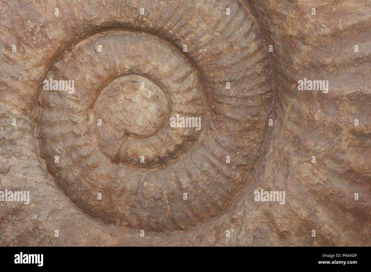 Amonite hi-res stock photography and images - Alamy