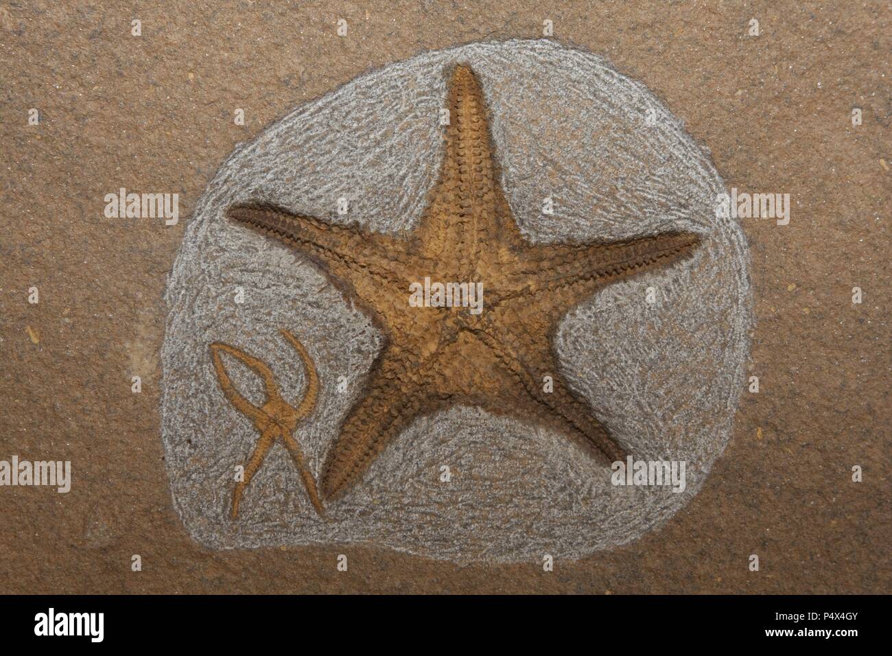 Fossil starfish hi-res stock photography and images - Alamy