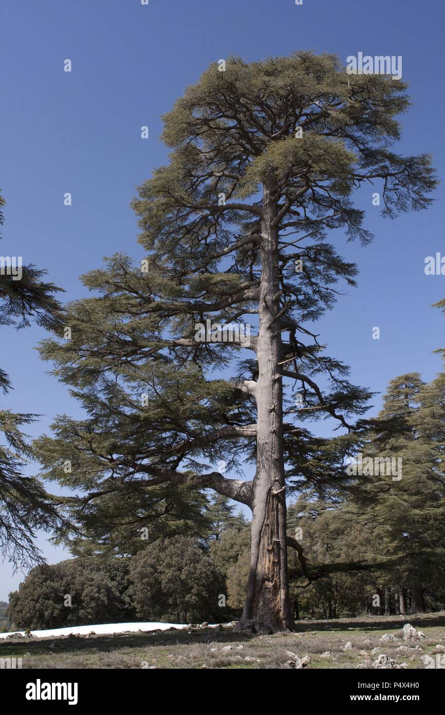 Atlas Cedar Cedrus Atlantica Mountain High Resolution Stock Photography ...