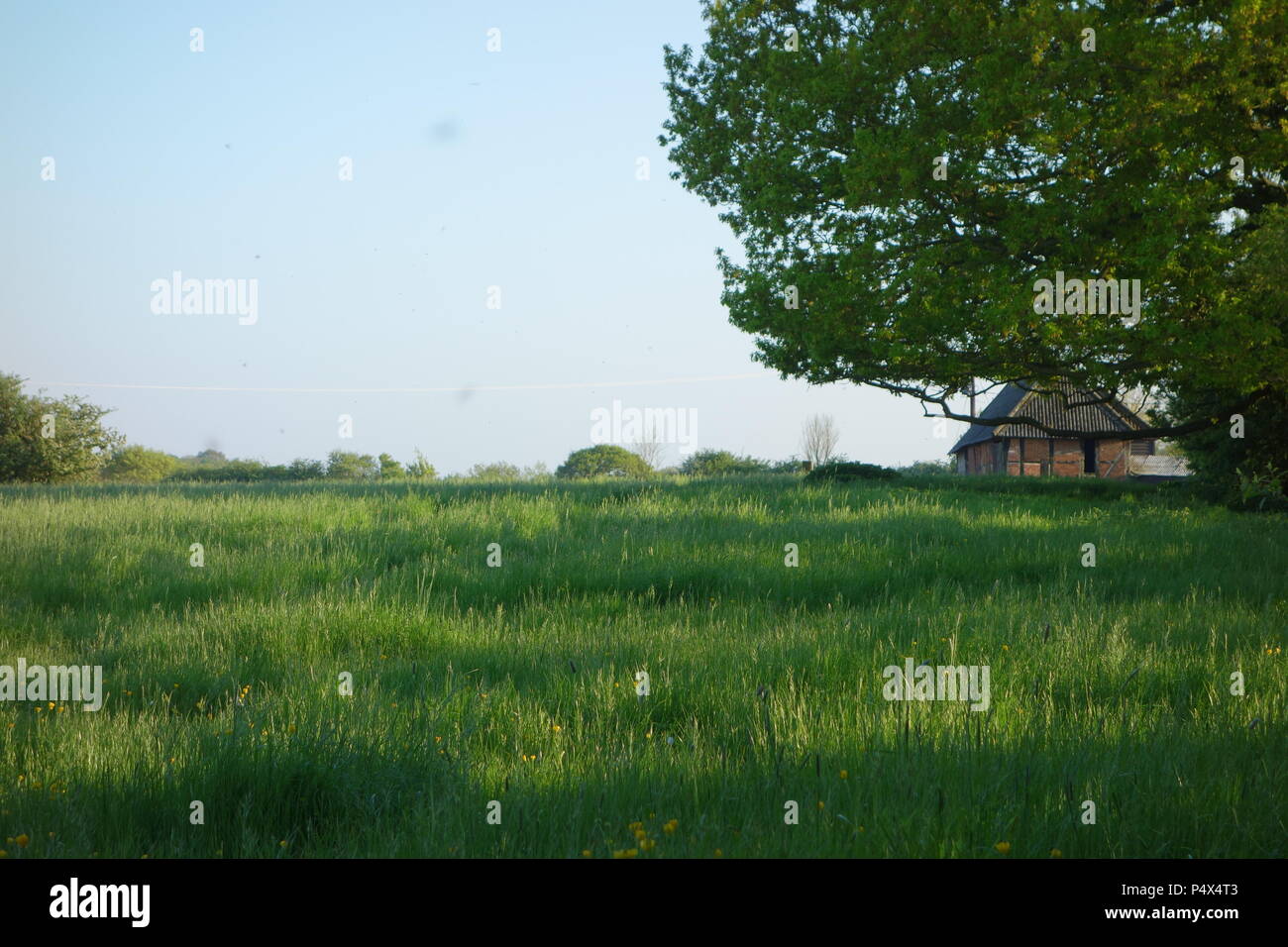 barn attached to Shellow Hall, Shellow Bowells, Essex, with ancient oak ...